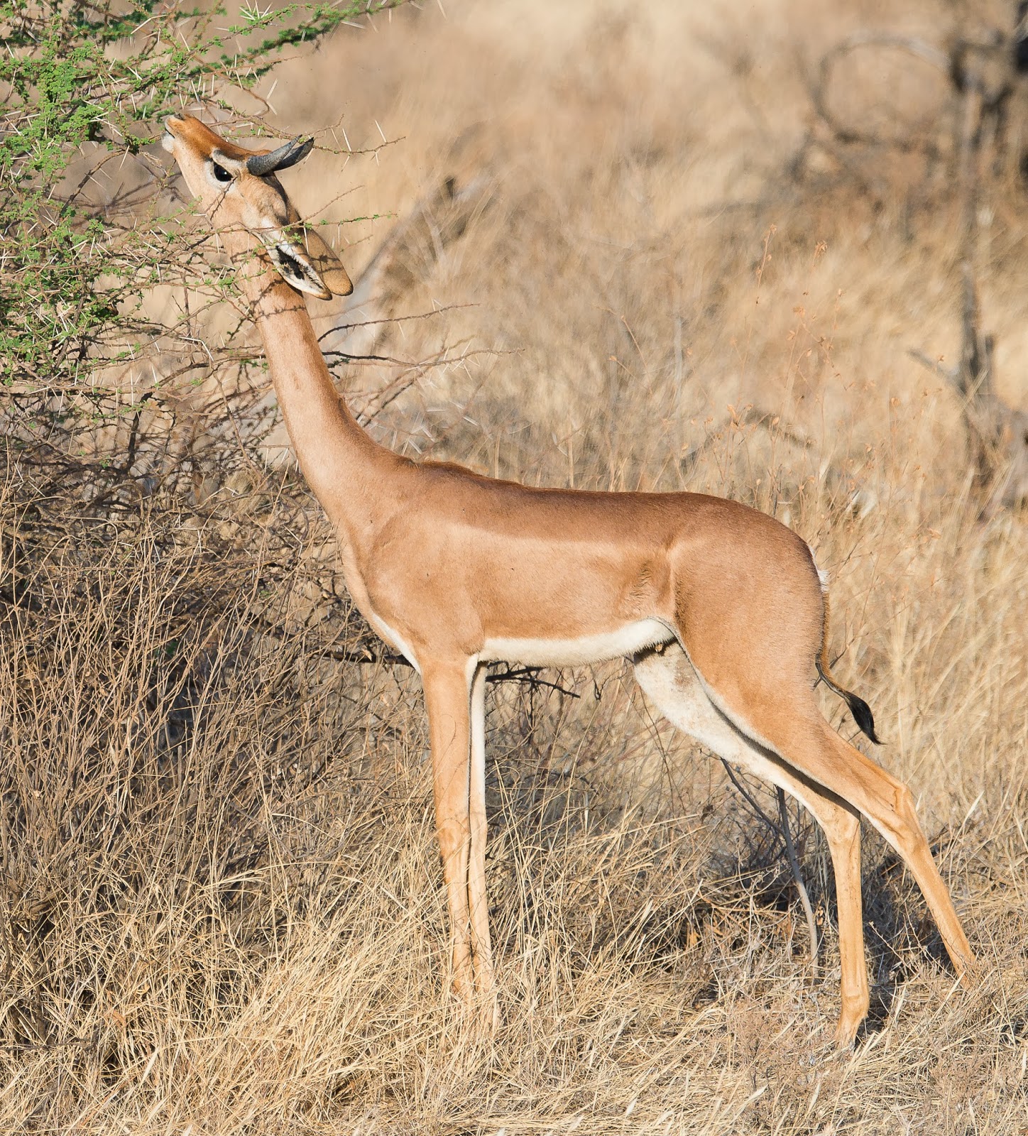 photoscope: Gerenuk, Kudu, dikdik and other gazelles