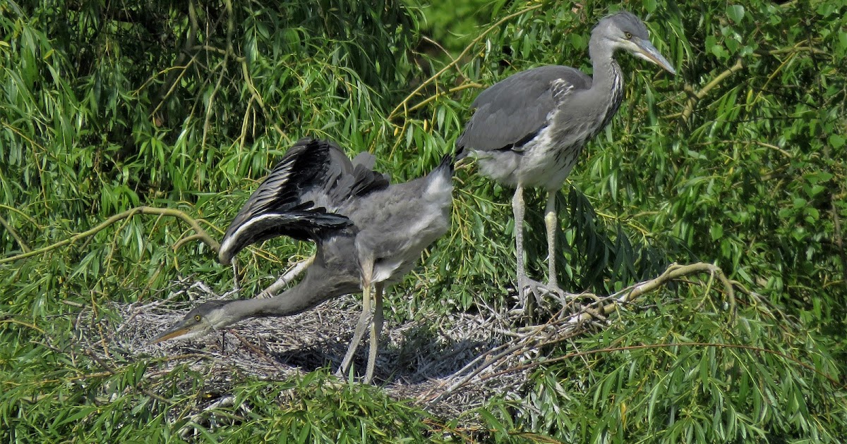 26/04/2020 Blauwe reiger( jonge vogels op nest)