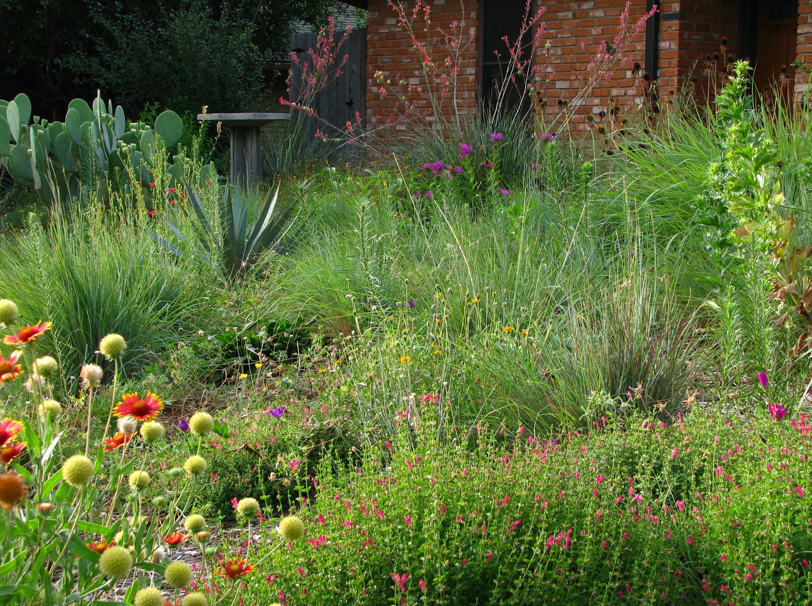 Plano Prairie Garden: Are Prairie Gardens Really Low Maintenance?