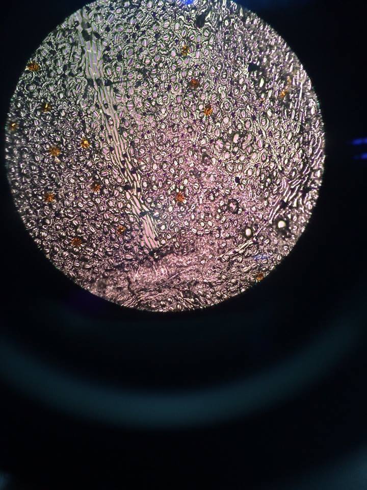 GreatBiology: Stomata Under Microscope