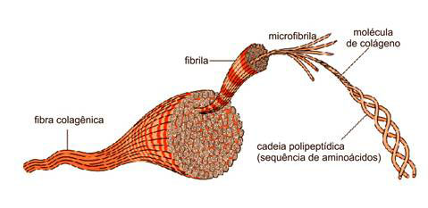 Microfibrilas