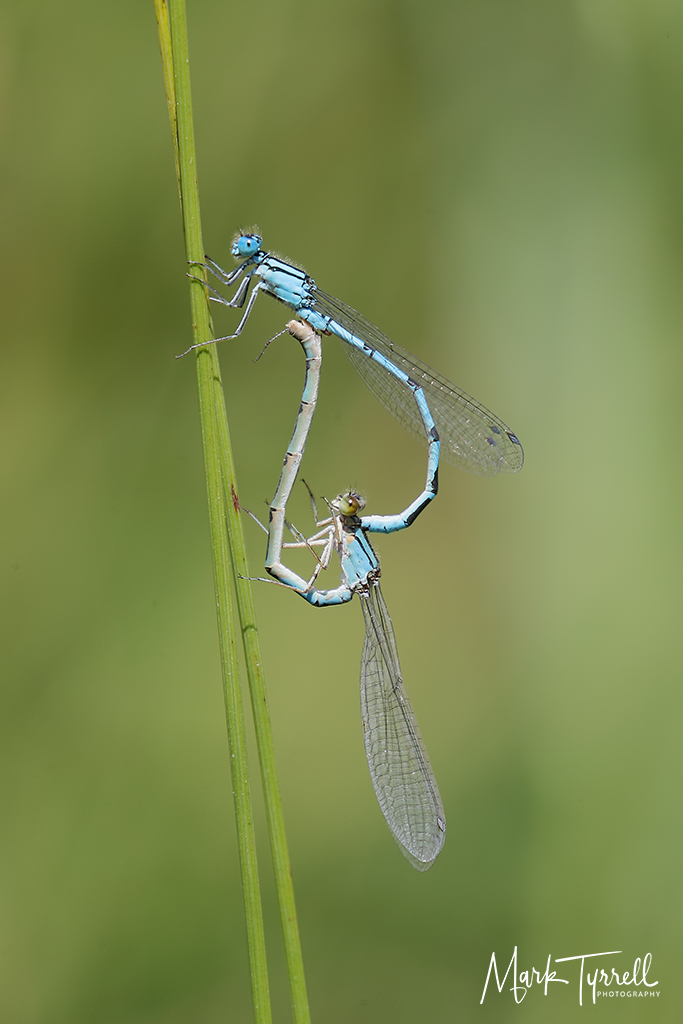 Northamptonshire Dragonflies: Lesser Emperor at Stanwick Lakes