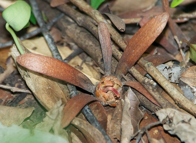 A Wandering Naturalist: Singapore: A Walk in the Central Catchment (Part 1)