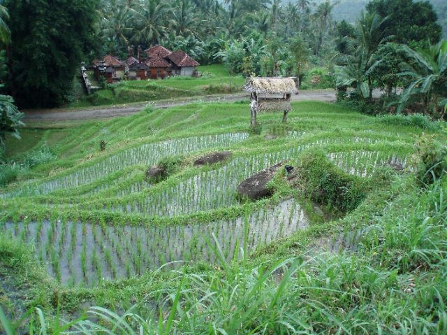 Denpasar Cultures: Putung