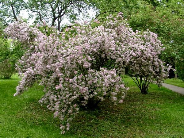 Syringa microphylla - Littleleaf Lilac