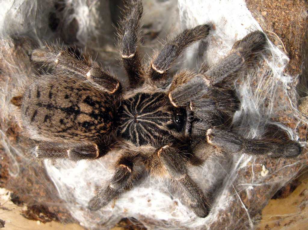 Ceratogyrus ~ Dunia Tarantula