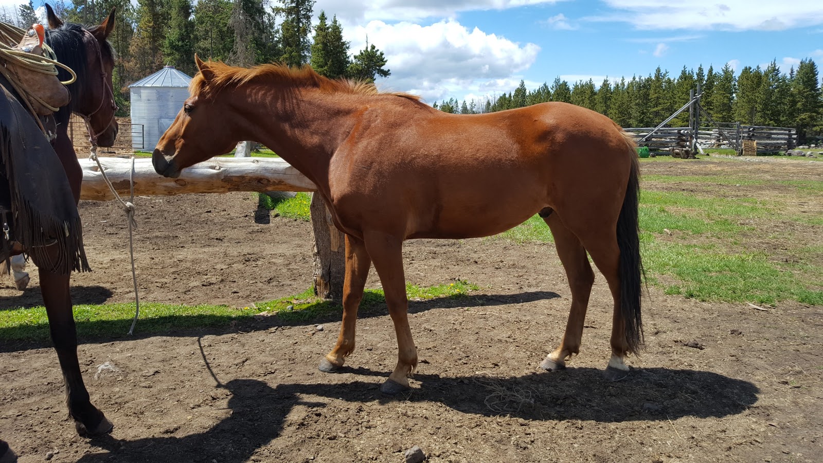Mountains Beyond The Cows: New Horses