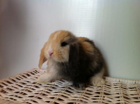 THUMP - The Farm: Lionhead Lops Available