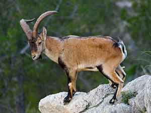 SaveTheDogs.es: LA EXTINCIÓN DEL BUCARDO: Otra paradoja humana