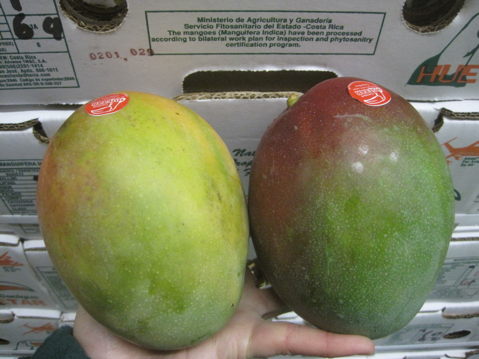 El mundo del Marine Surveyor (Capt.V.Massey): MANGOES VARIEDADES y OTRAS