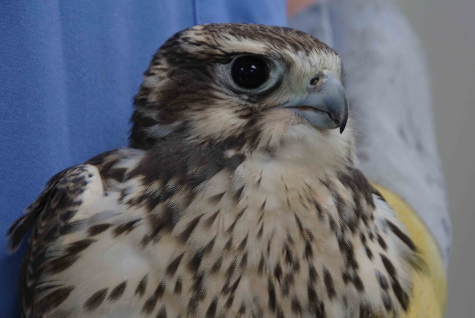 The Raptor Center: Prairie Falcon TRC Clinic Patient
