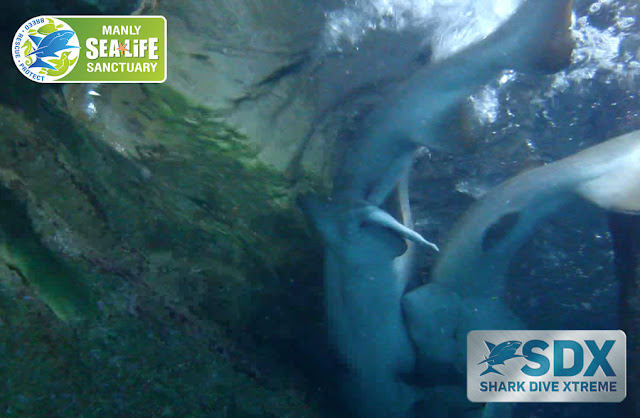 Shark Dive Xtreme: Grey Nurse Shark mating season is here...come down to Manly Sea Life ...