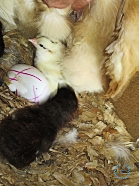 Hibiscus House: We Have New Chicks 2020 Hatch!