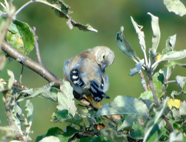 PASARI DIN ROMANIA: STICLETE, Carduelis carduelis