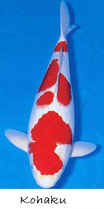 Kohaku