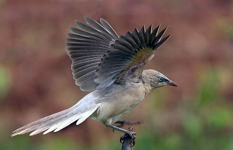 Large Grey Babbler - ARUNACHALA BIRDS