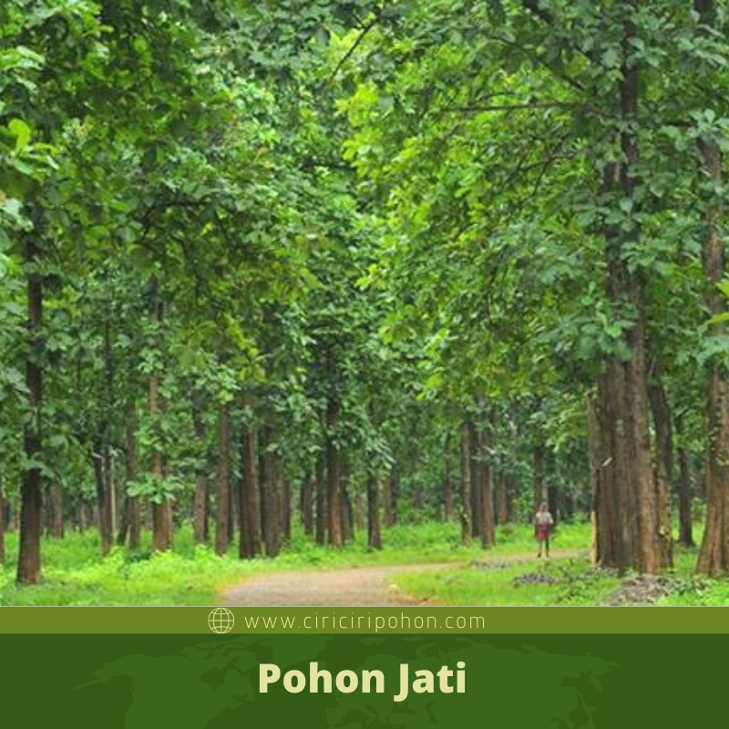 Inspirasi Terbaru 20+ Gambar Ciri Ciri Pohon Jati