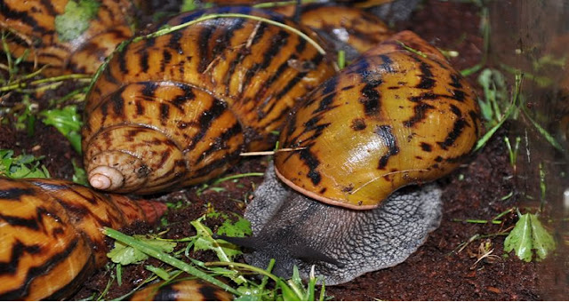 Different types of snail species