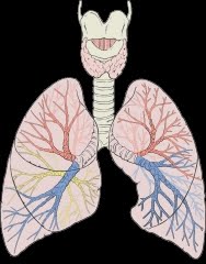 Respiratory System in Mammals ~ The Biology School