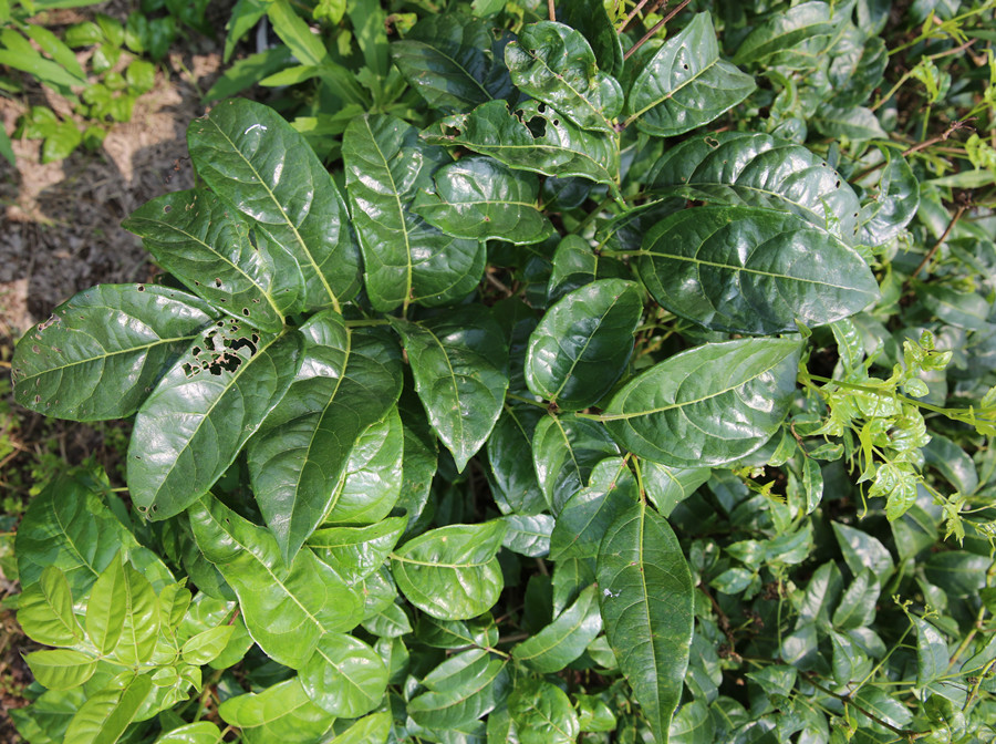 Moyeam Tea-the true way to health care: How to tell the Moyeam vine tea ...