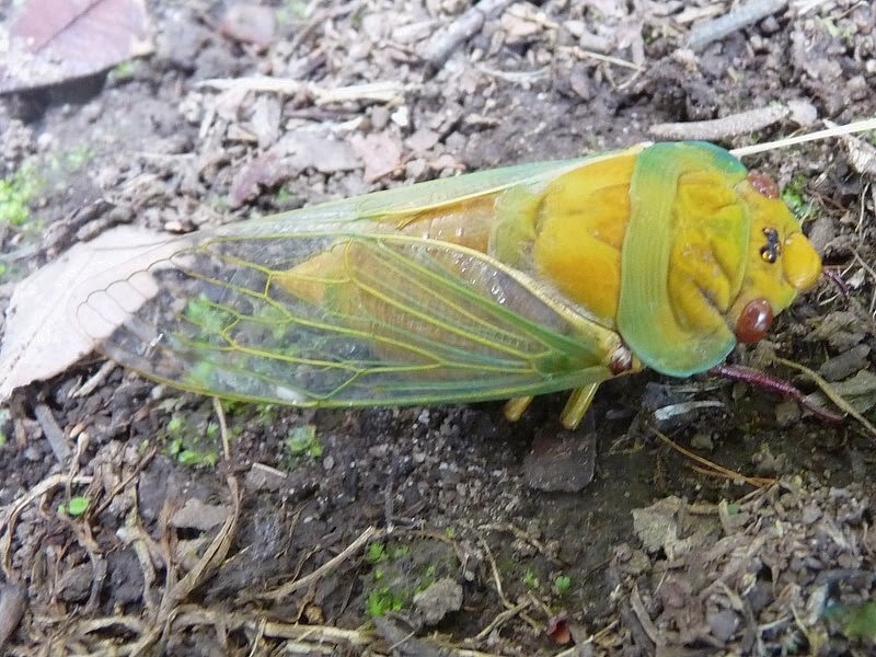 Ian Fraser, talking naturally: Cicadas; the song of summer