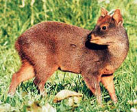 Fauna Patagonia: Pudú ( Pudu pudu)