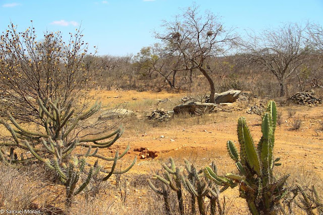 Blog Lajes do Cabugi: PAISAGENS DA CAATINGA >> Um mesmo local, duas ...