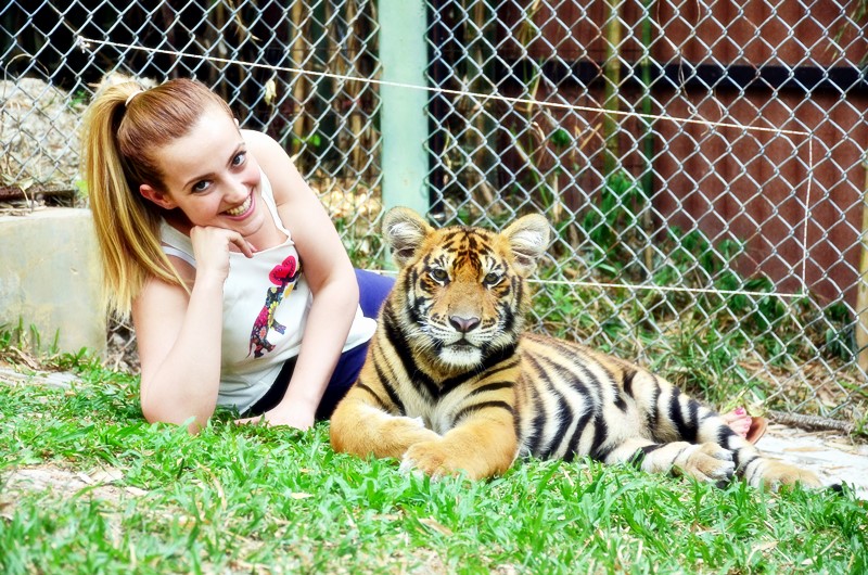 GEOGRAFI LINGKUNGAN: HARIMAU ; KUCING BESAR LORENG PENGUASA RIMBA BELANTARA