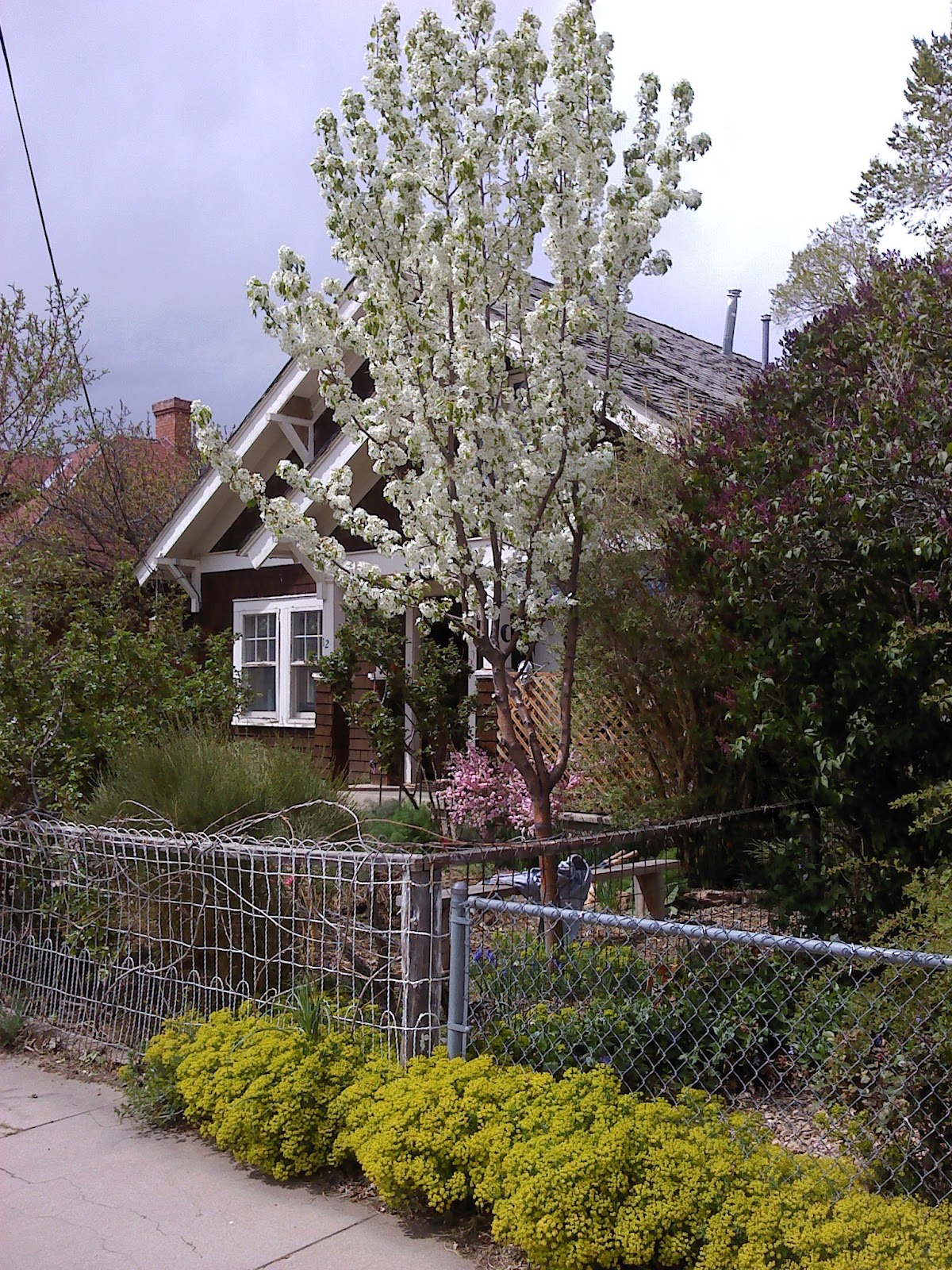 Flowering Pears: Two Spectacular Shows Annually