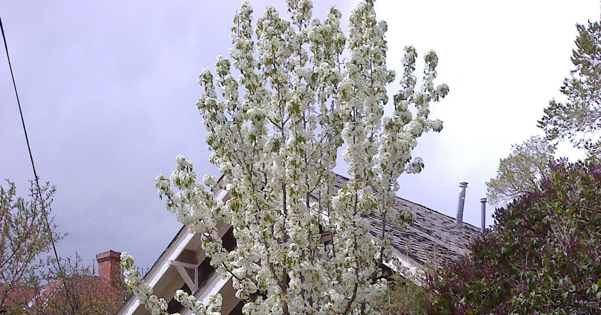 Flowering Pears: Two Spectacular Shows Annually