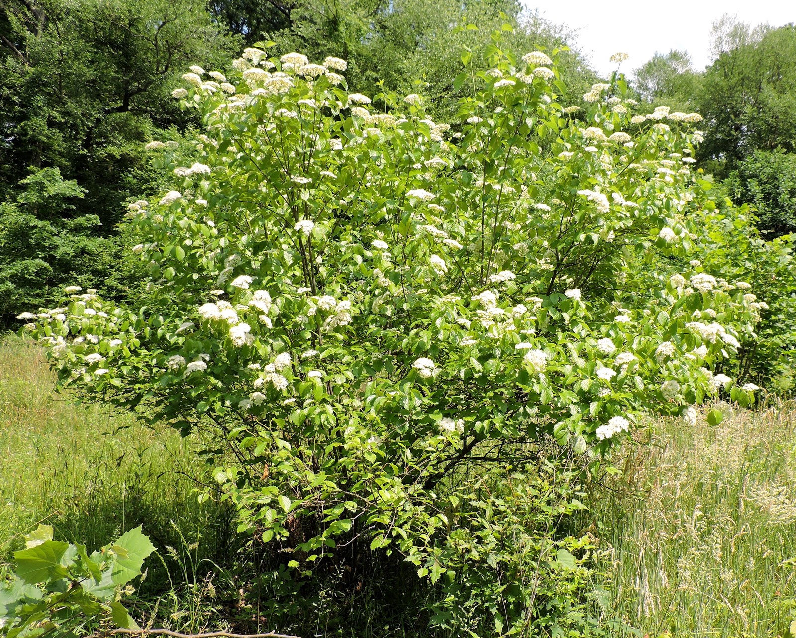 Capital Naturalist by Alonso Abugattas: Arrow-wood