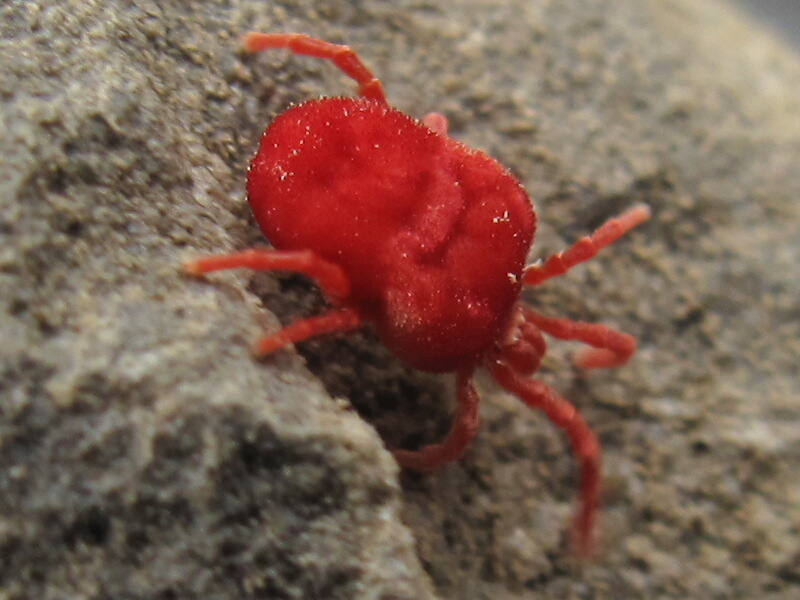 The Joyce Road Neighborhood: Red Velvet Mite