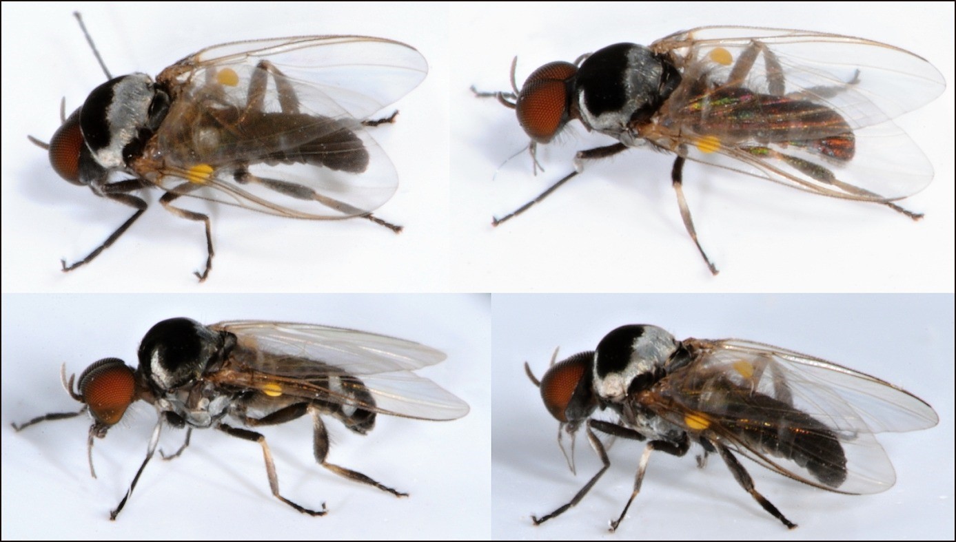 FAUNA-CERCANA: 11 - ARÁCNIDOS e INSECTOS ACUÁTICOS...