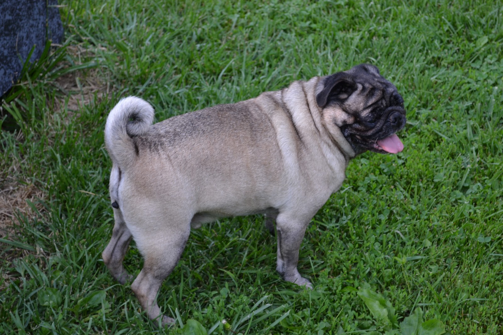 Random Thoughts and the History of Me: Our history with pugs