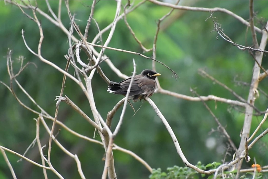 Nature Clicks Part 2