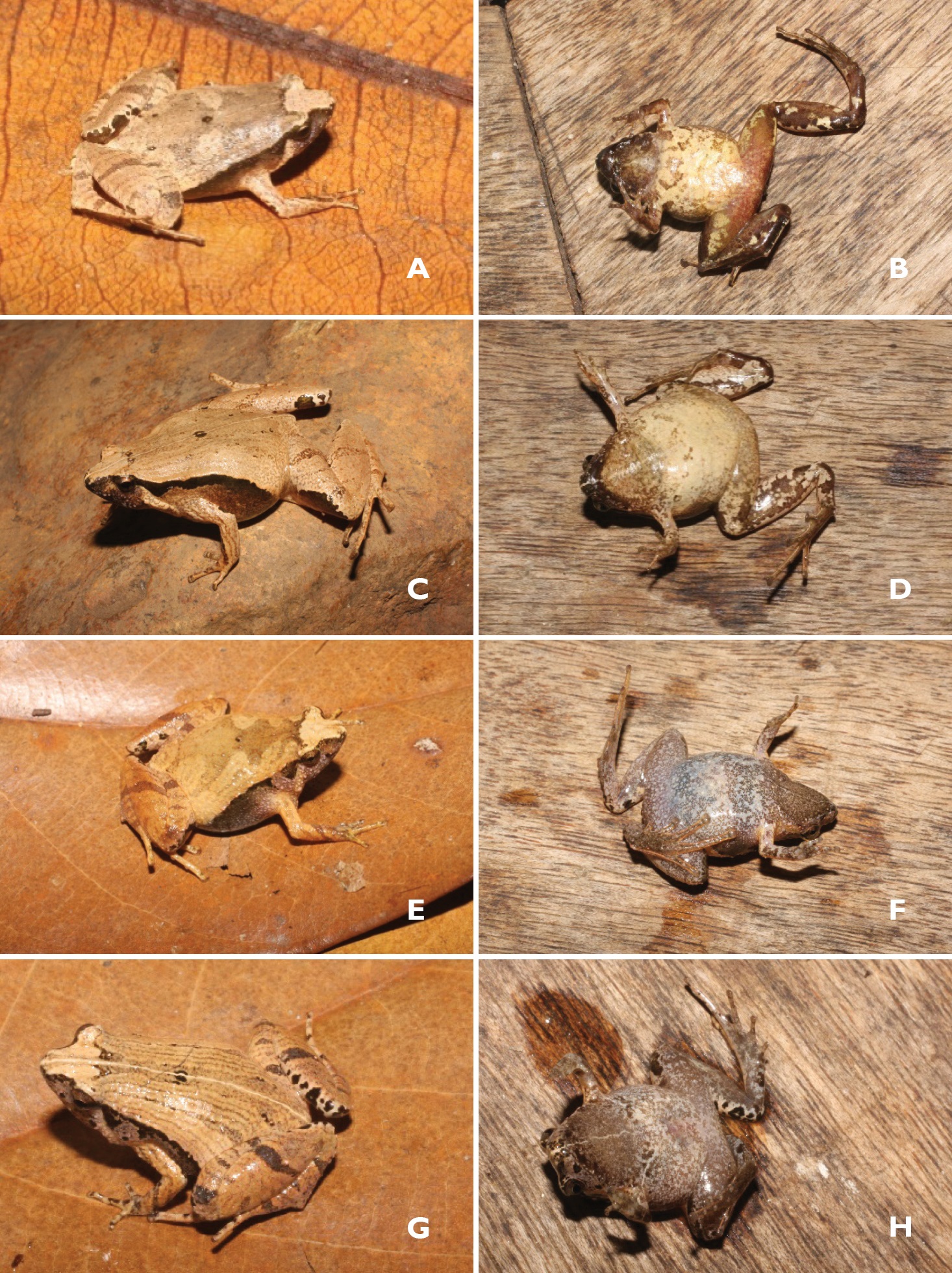 Species New to Science: [Herpetology • 2021] Microhyla daklakensis & M ...
