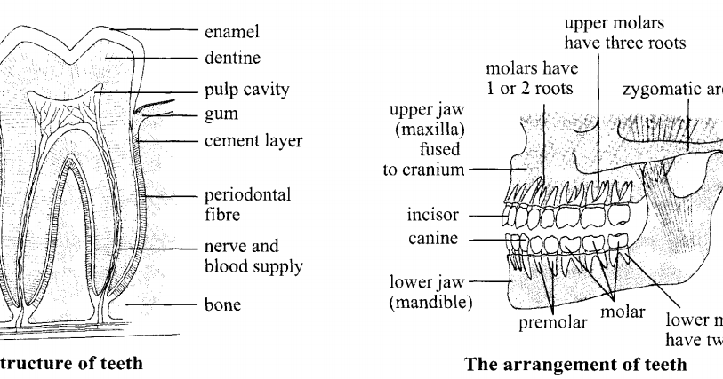 ZOOLOGY: Teeth