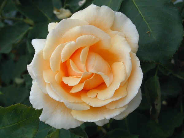 Who can keep a secret?