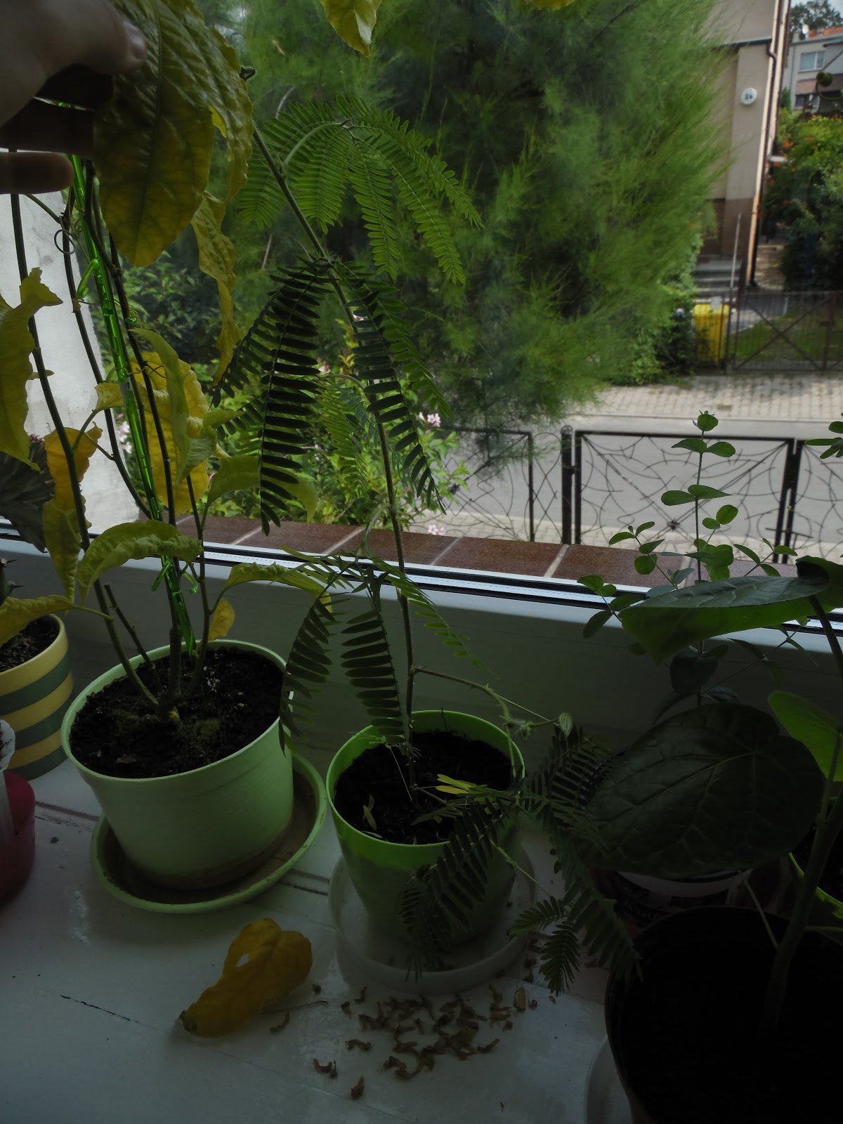 Rośliny egzotyczne: Mimoza i jej sześcioklapowe, pierzaste liście