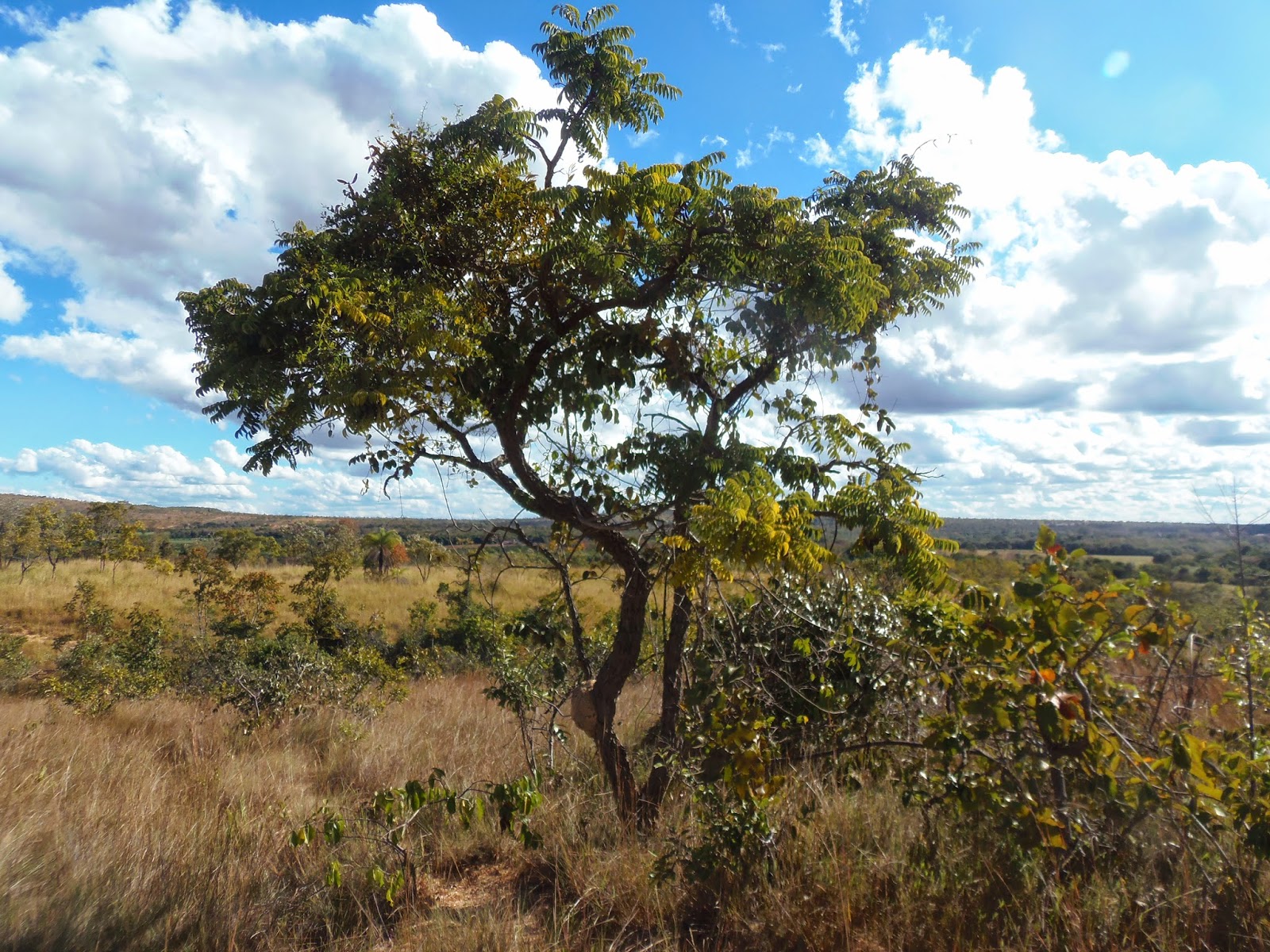 natureza selvagem: Jacarandá-do-cerrado