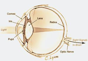 Mengetahui Bagian - Bagian Pada Mata Beserta Fungsinya | Daftar Pustaka