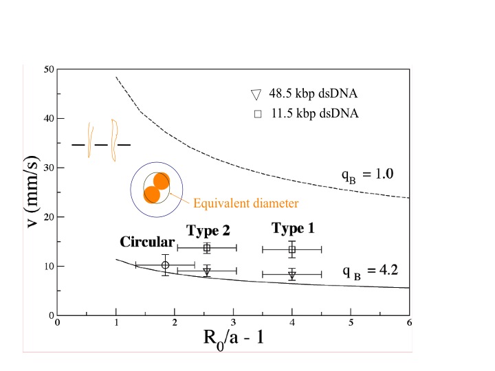 Research Bulletins: How fast do DNA zip through nanopores?