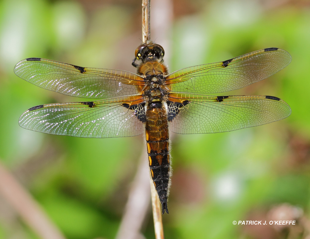 Raw Birds: FOUR SPOTTED CHASER DRAGONFLY or FOUR SPOTTED SKIMMER ...