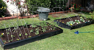 Avah Ham: 10 short/ easy Steps to Organic Gardening