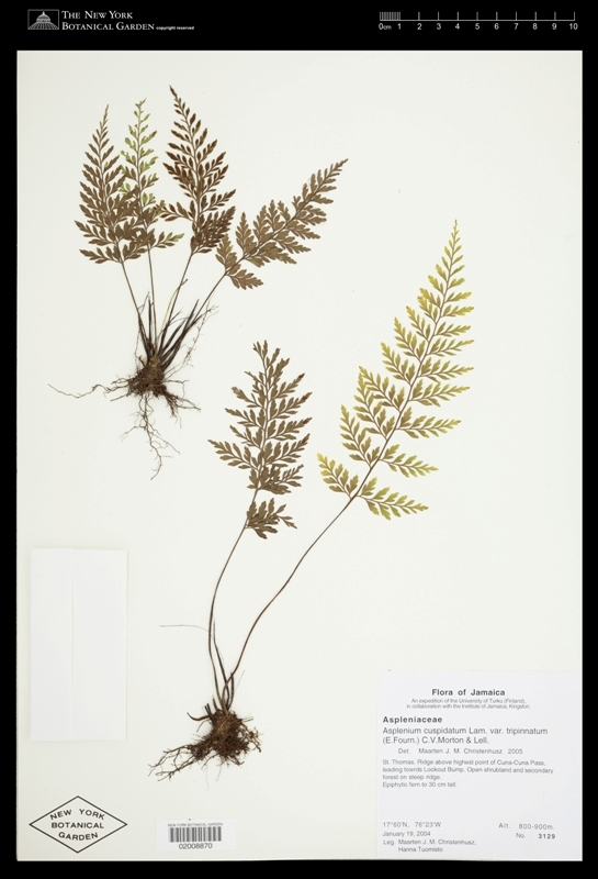 Flora de Puerto Rico Ilustrada Papo Vives: ASPLENIACEAE ASPLENIUM ...