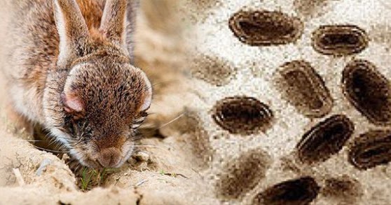 EL GALGO: MIXOMATOSIS: la kryptonita de las liebres.