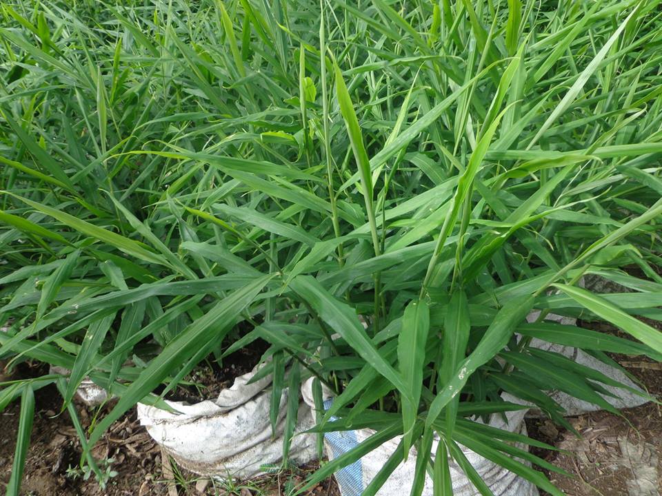 The Redline News: To reduce hunger and poverty in the Philippines, go ...