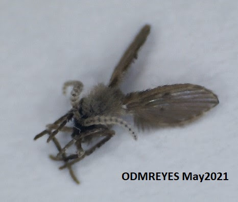 Samurai Bug Chronicles: Fuzzy-Muzzy Drain flies or Moth flies (PSYCHODIDAE)