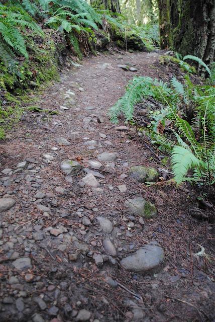 Black Watch Sasquatch: Eagle Fern Park - Estacada, Oregon