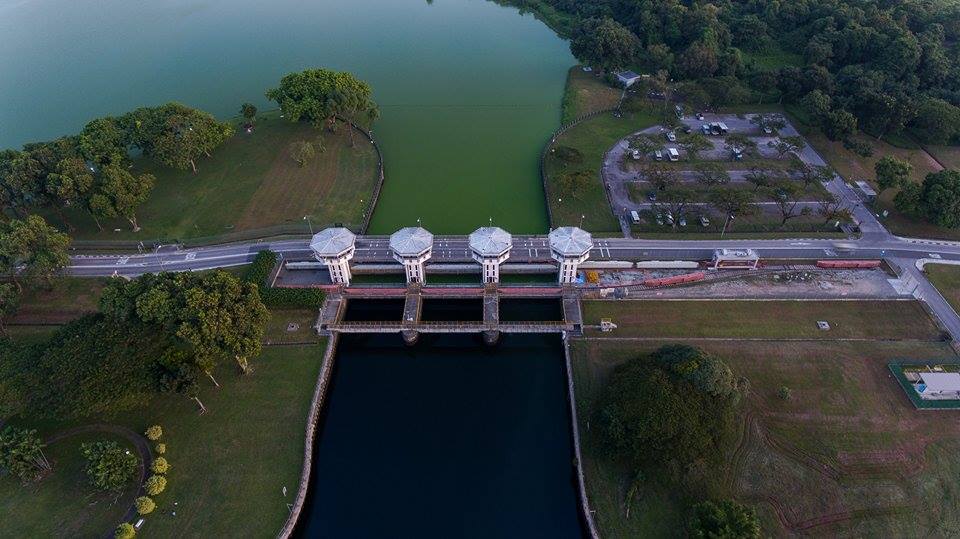 wild shores of singapore: Massive bright green bloom at Kranji ...